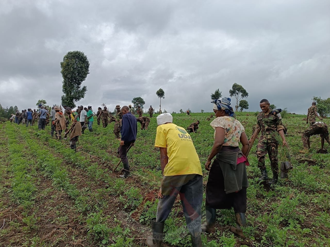 KDF PARTNERS WITH KFS IN TREE PLANTING EXERCISE – Ministry of Defence ...
