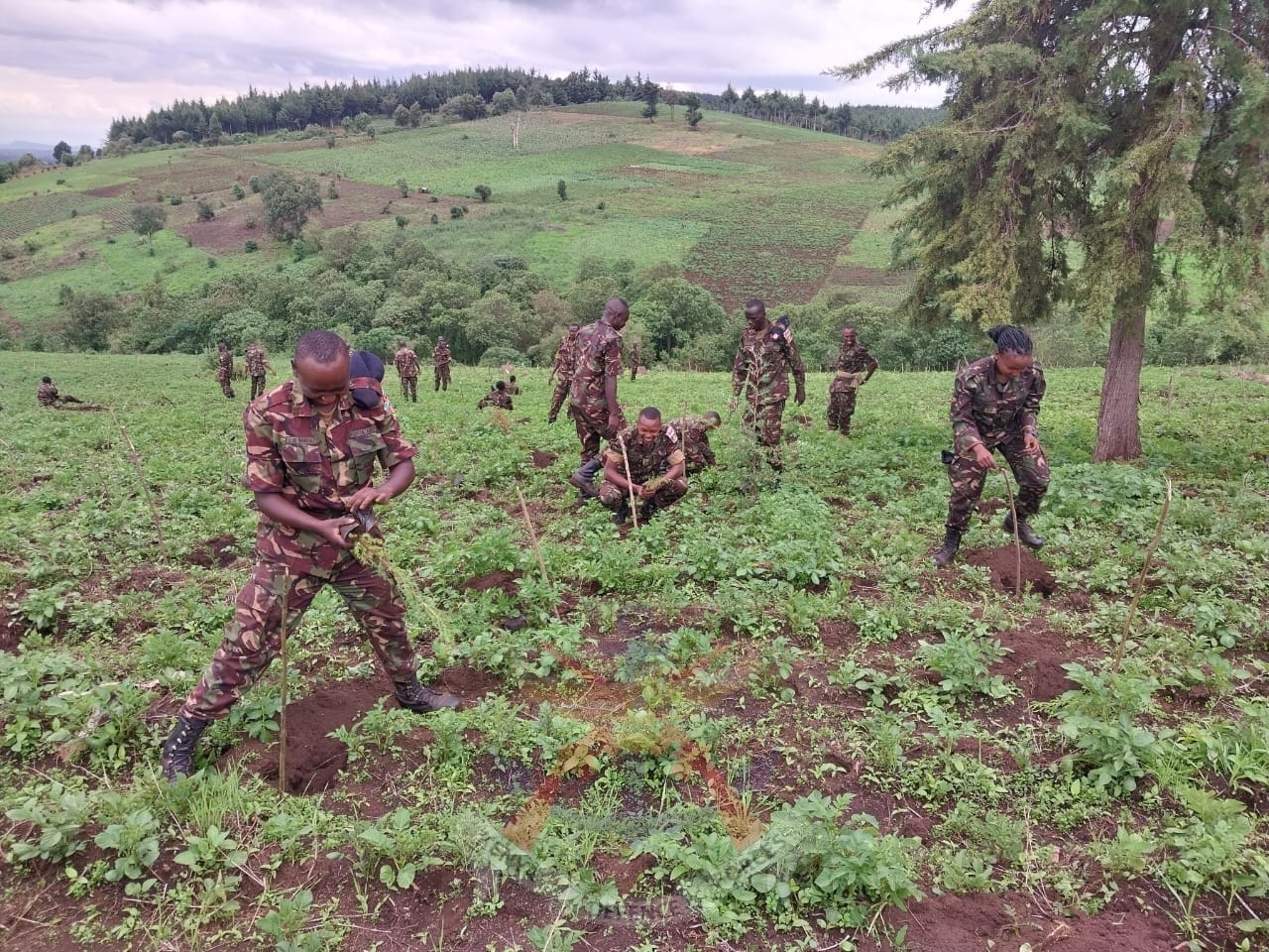 KDF PARTNERS WITH KFS IN TREE PLANTING EXERCISE – Ministry of Defence ...
