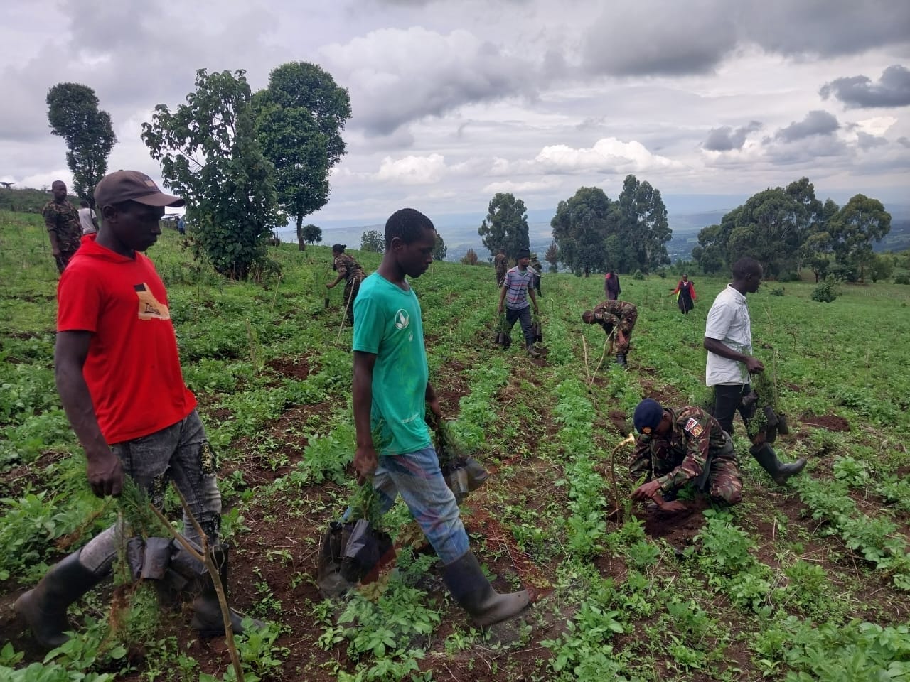 KDF PARTNERS WITH KFS IN TREE PLANTING EXERCISE – Ministry of Defence ...