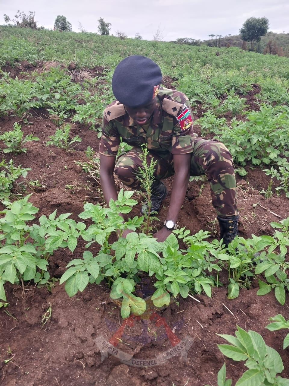 KDF PARTNERS WITH KFS IN TREE PLANTING EXERCISE – Ministry of Defence ...