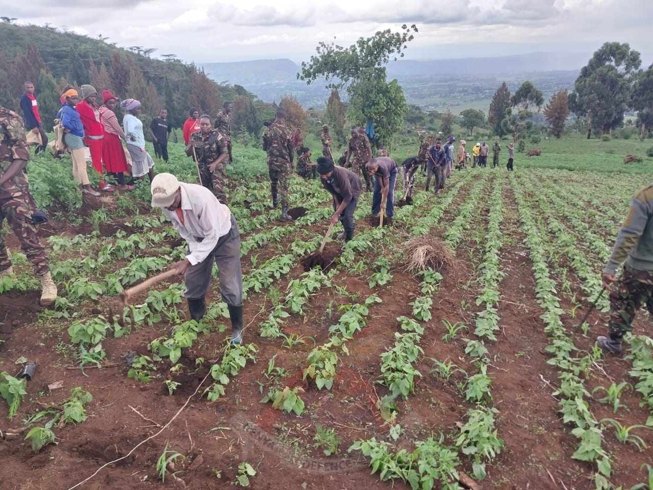KDF PARTNERS WITH KFS IN TREE PLANTING EXERCISE – Ministry of Defence ...